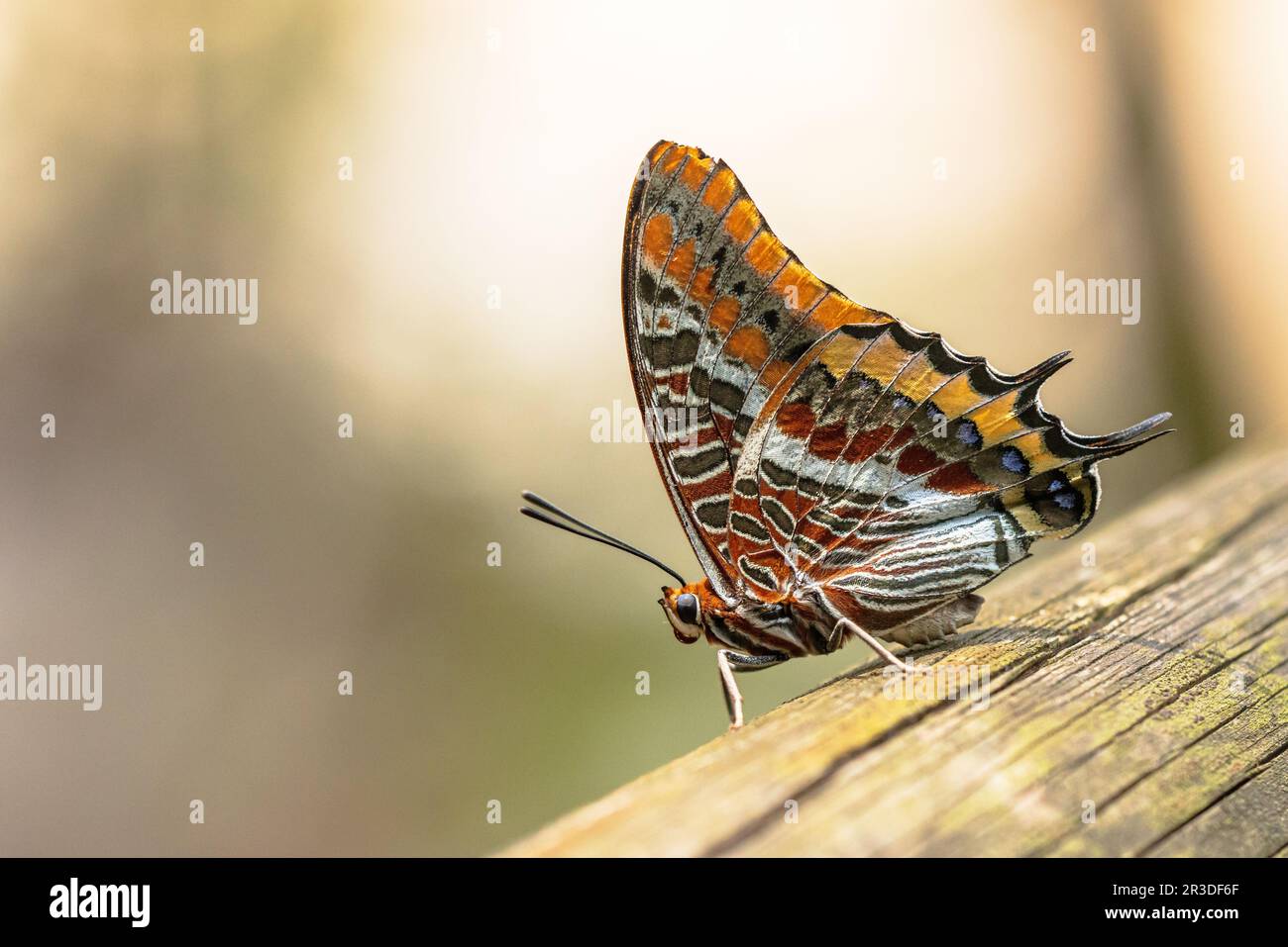 Two-tailed Pasha (Charaxes jasius) beautiful butterfly on trunk. One of ...