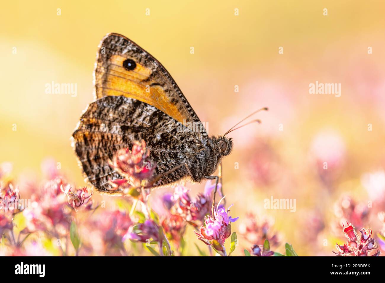 Rock grayling (Hipparchia semele) butterfly populations in Netherlands ...
