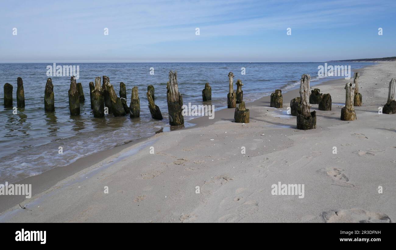 Old wooden stakes on the beach Stock Photo - Alamy