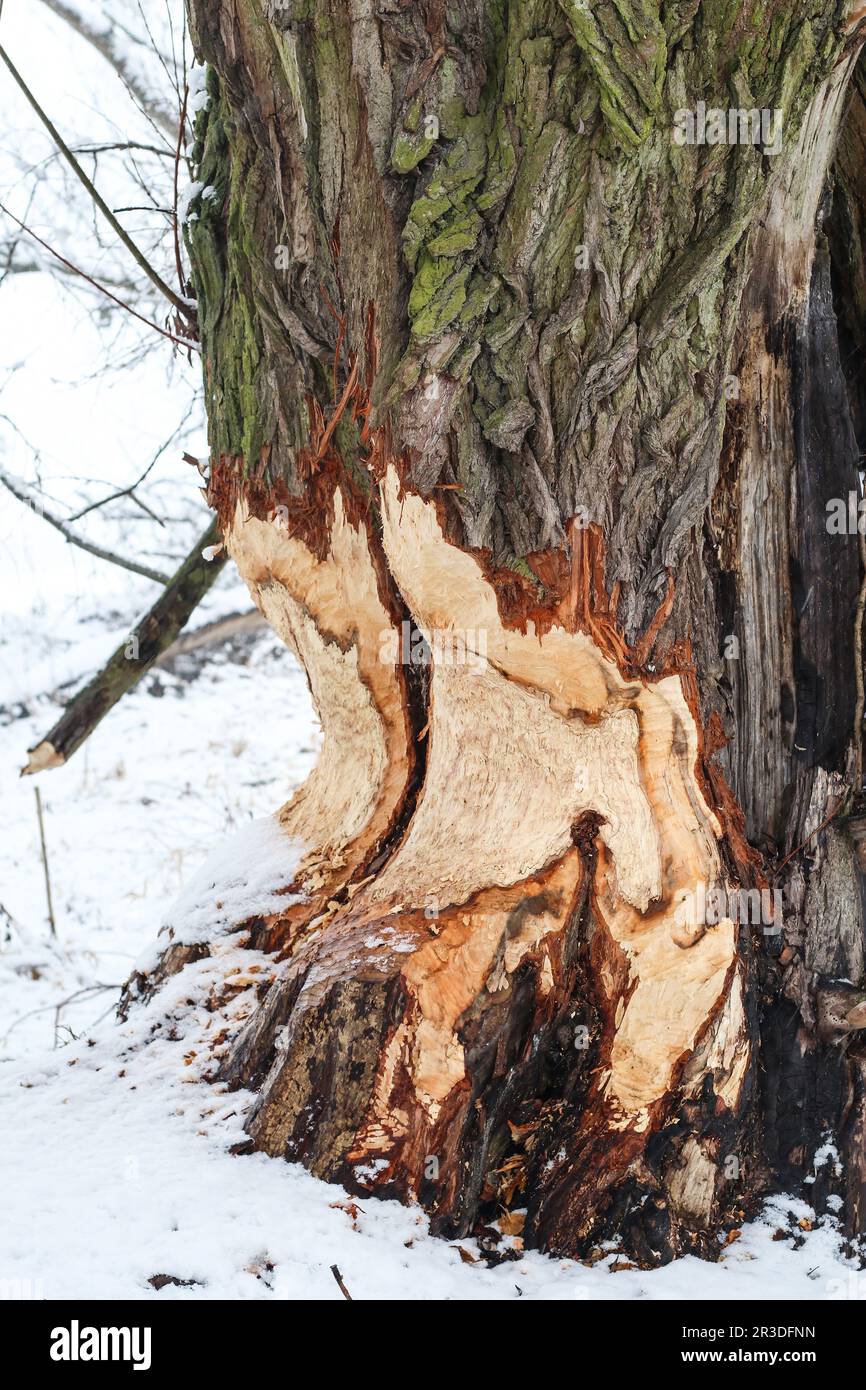 Beaver eating tree hi-res stock photography and images - Alamy