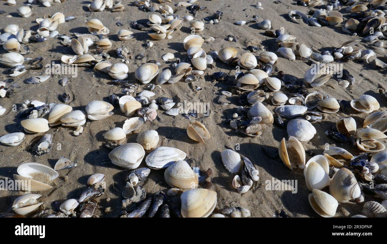 Baltic landscape hi-res stock photography and images - Alamy