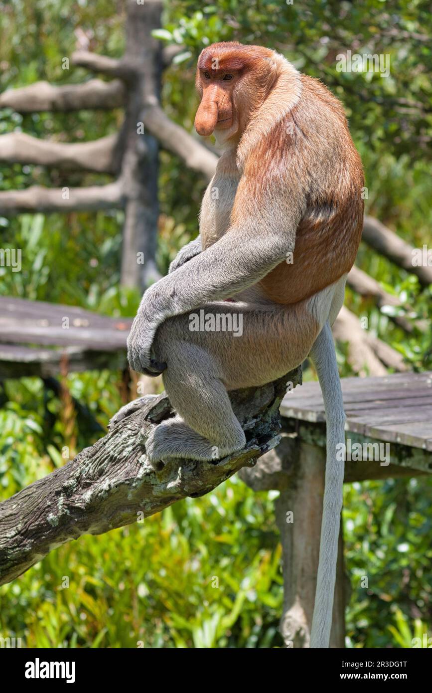 Monkey nose hi-res stock photography and images - Alamy