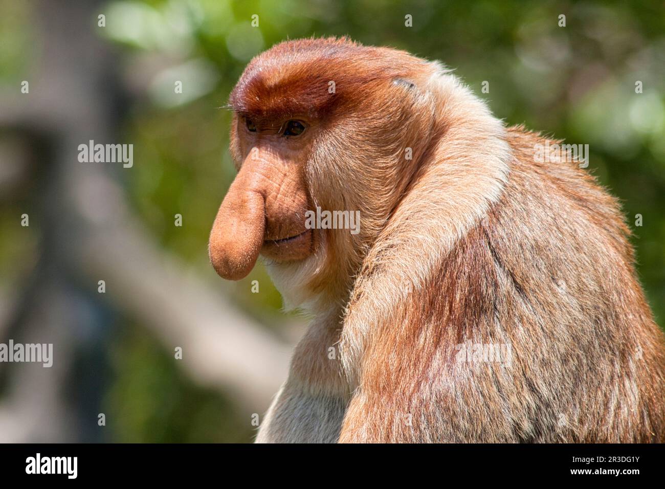 Nose monkey hi-res stock photography and images - Alamy