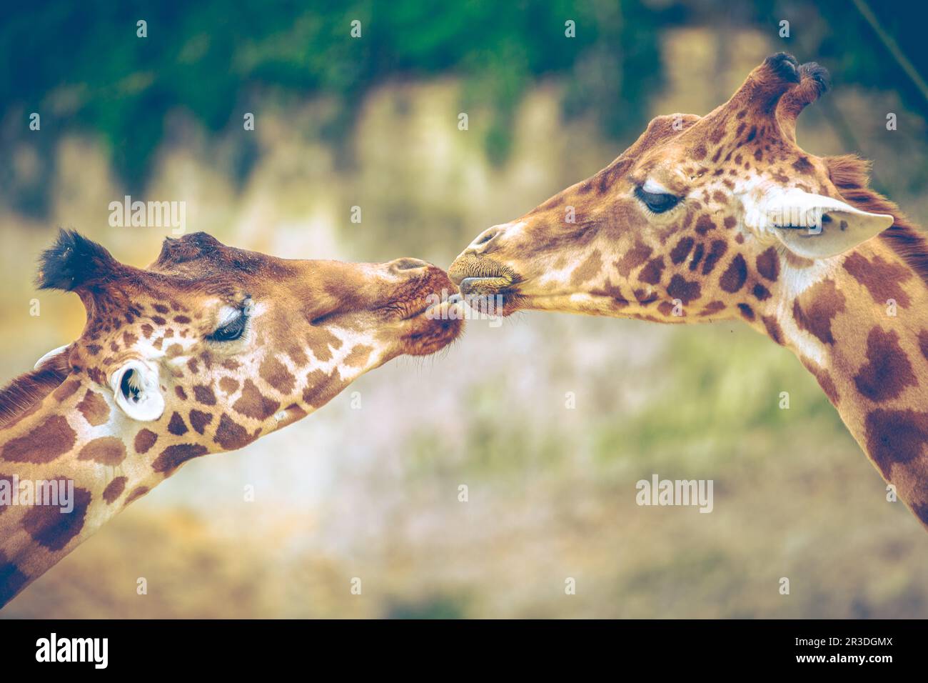 Giraffes Kissing Wallpaper
