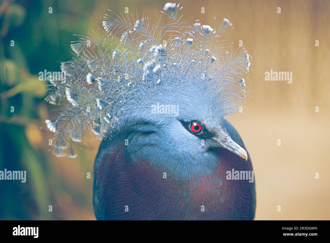 Victoria crowned-pigeon head closeup (Goura victoria), beautiful ...