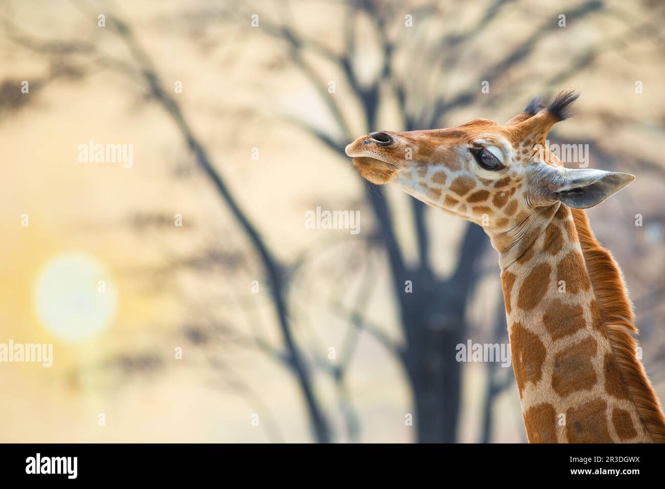Young giraffe against trees and the backdrop of sunset. Real ...