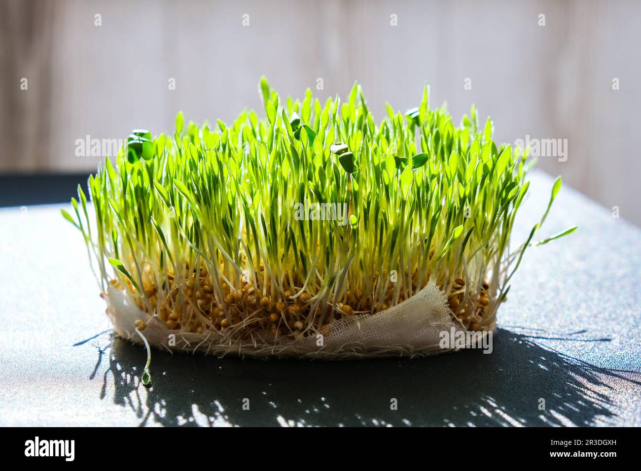 Sprouted wheat on table. Roots, food, health. Micro green sprouts ...