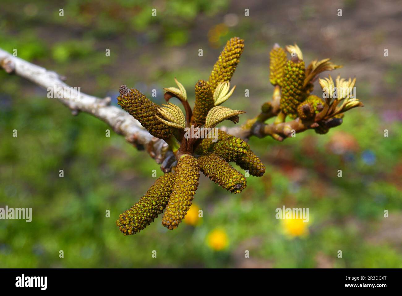 Fla gelna sse hi-res stock photography and images - Alamy