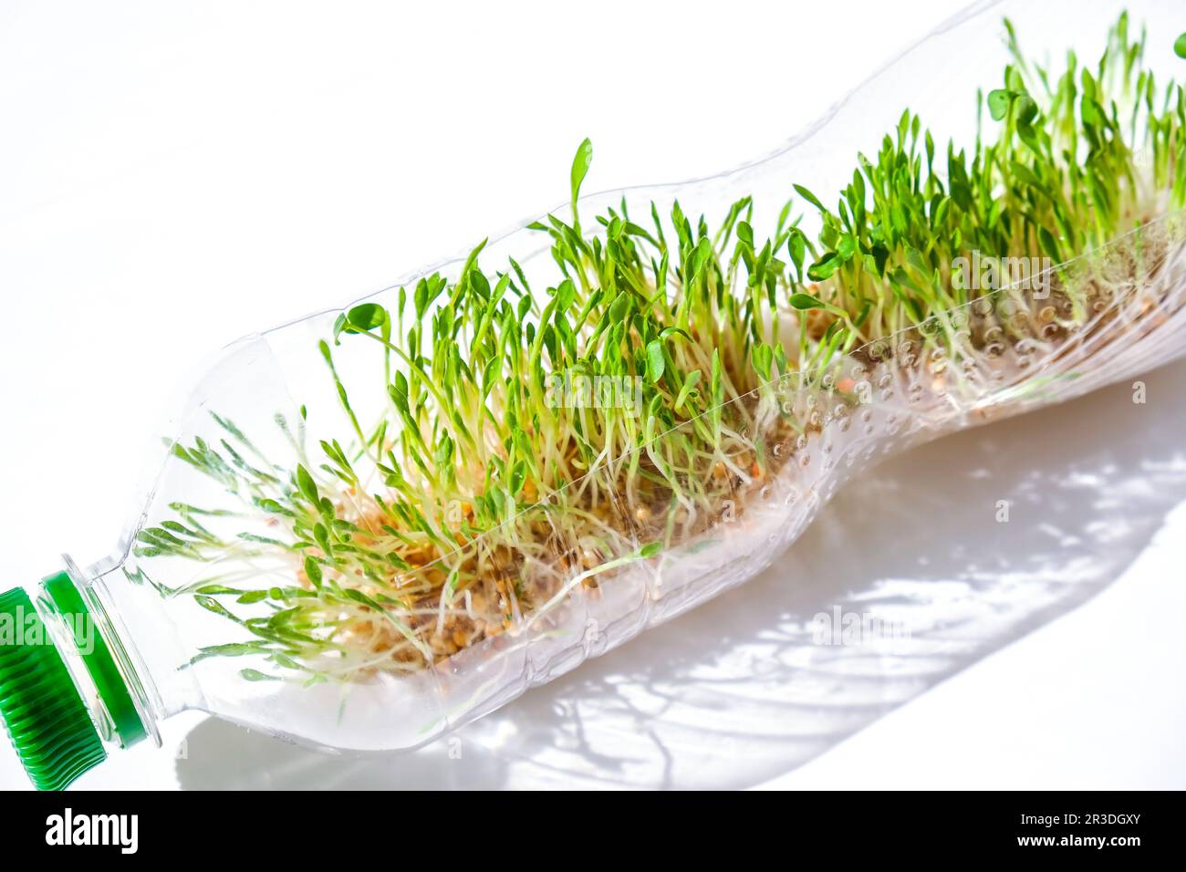 Young green plants in plastic bottle. Ecology and Environmental ...