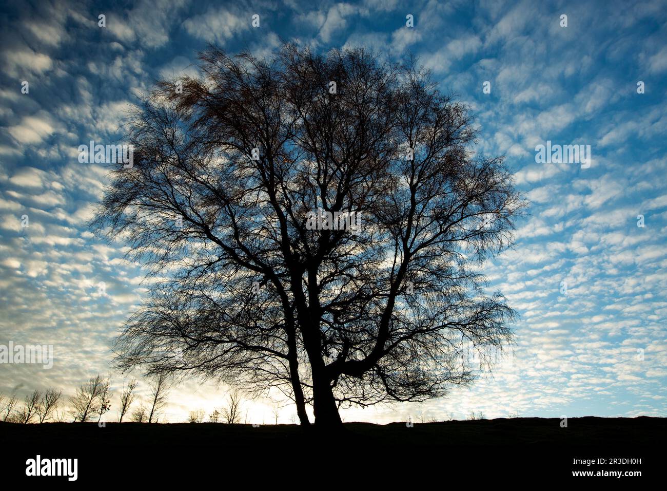 Mackerel silhouette hi-res stock photography and images - Alamy