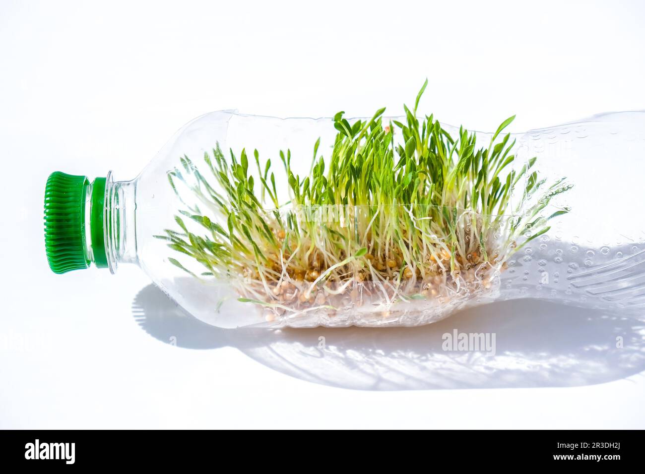 Young green plants in plastic bottle. Ecology and Environmental ...