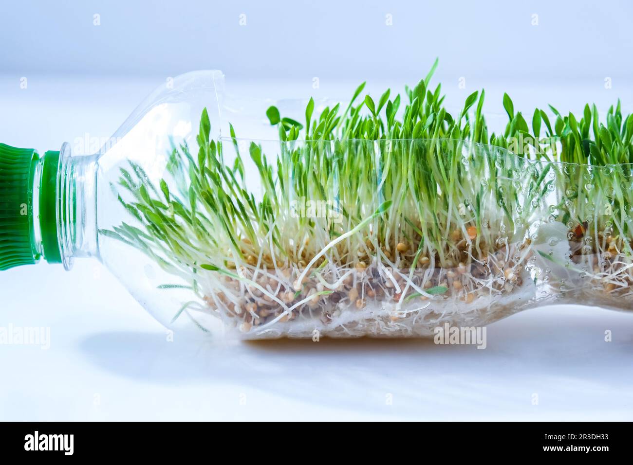 Young green plants in plastic bottle. Ecology and Environmental ...