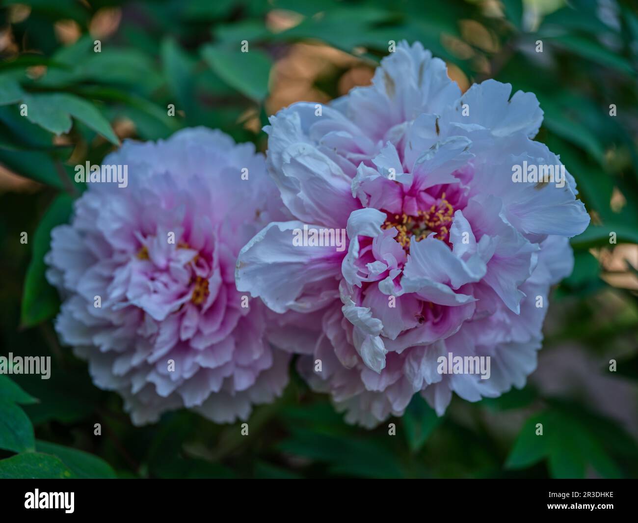 Two pink peonies close up Stock Photo - Alamy