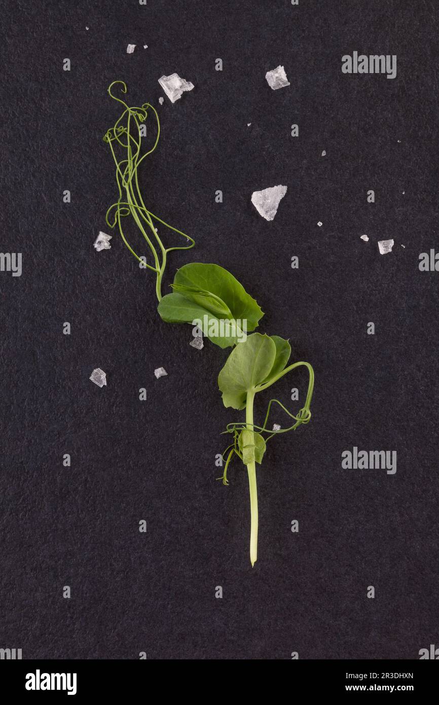 Microgreens. Tiny pea leaf on black background. Top view Stock Photo ...