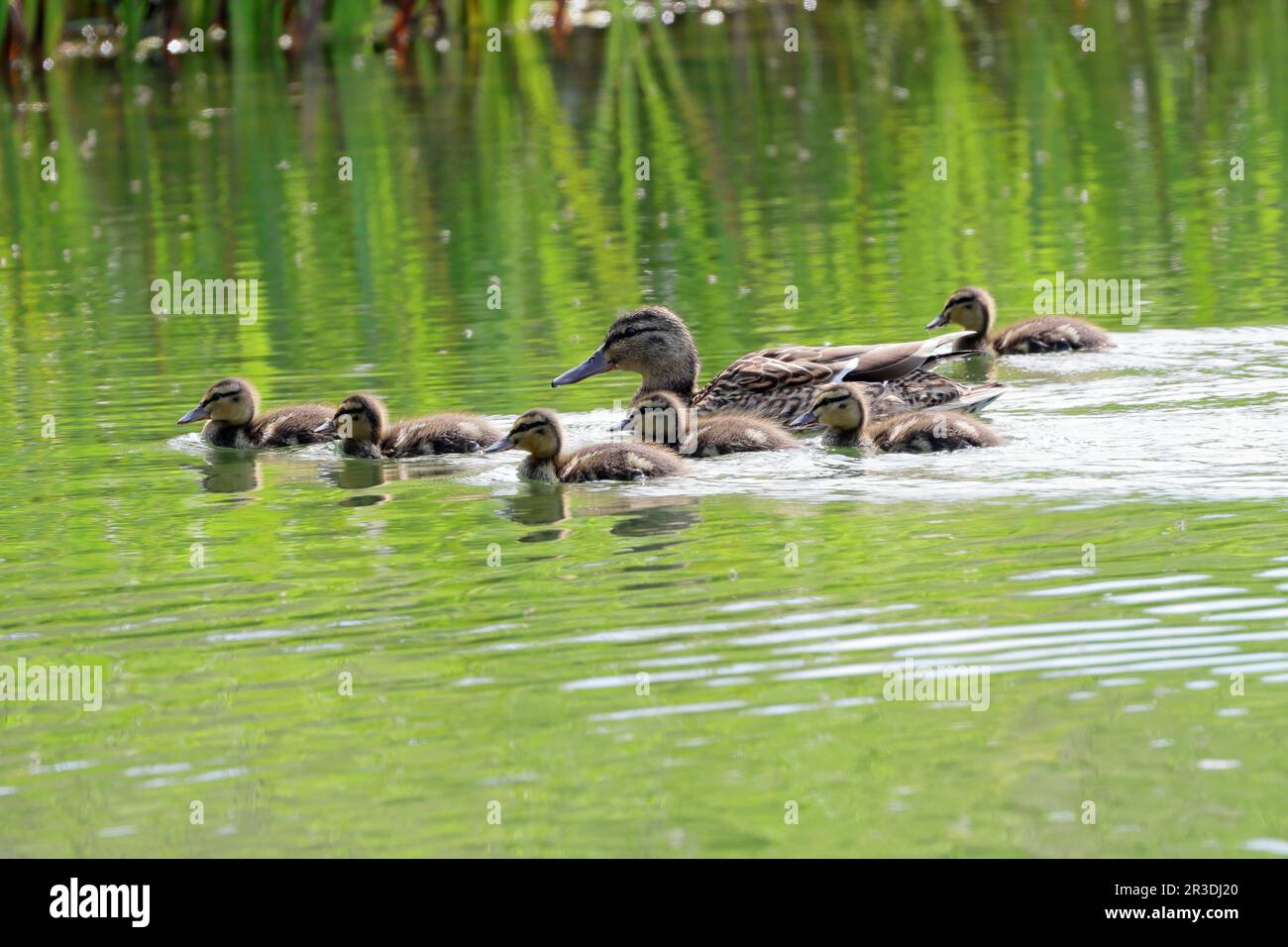 A Mallard duck (Anas Platyrhynchos) with six duckilings Stock Photo - Alamy