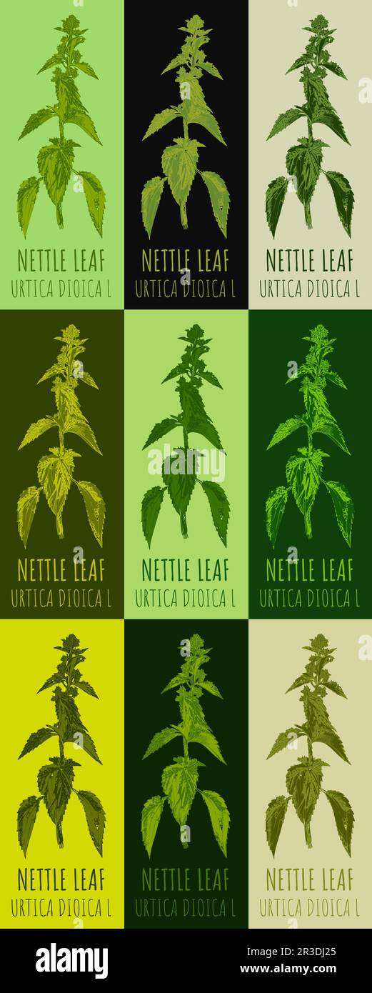 Set of drawing of NETTLE LEAF in various colors. Hand drawn ...