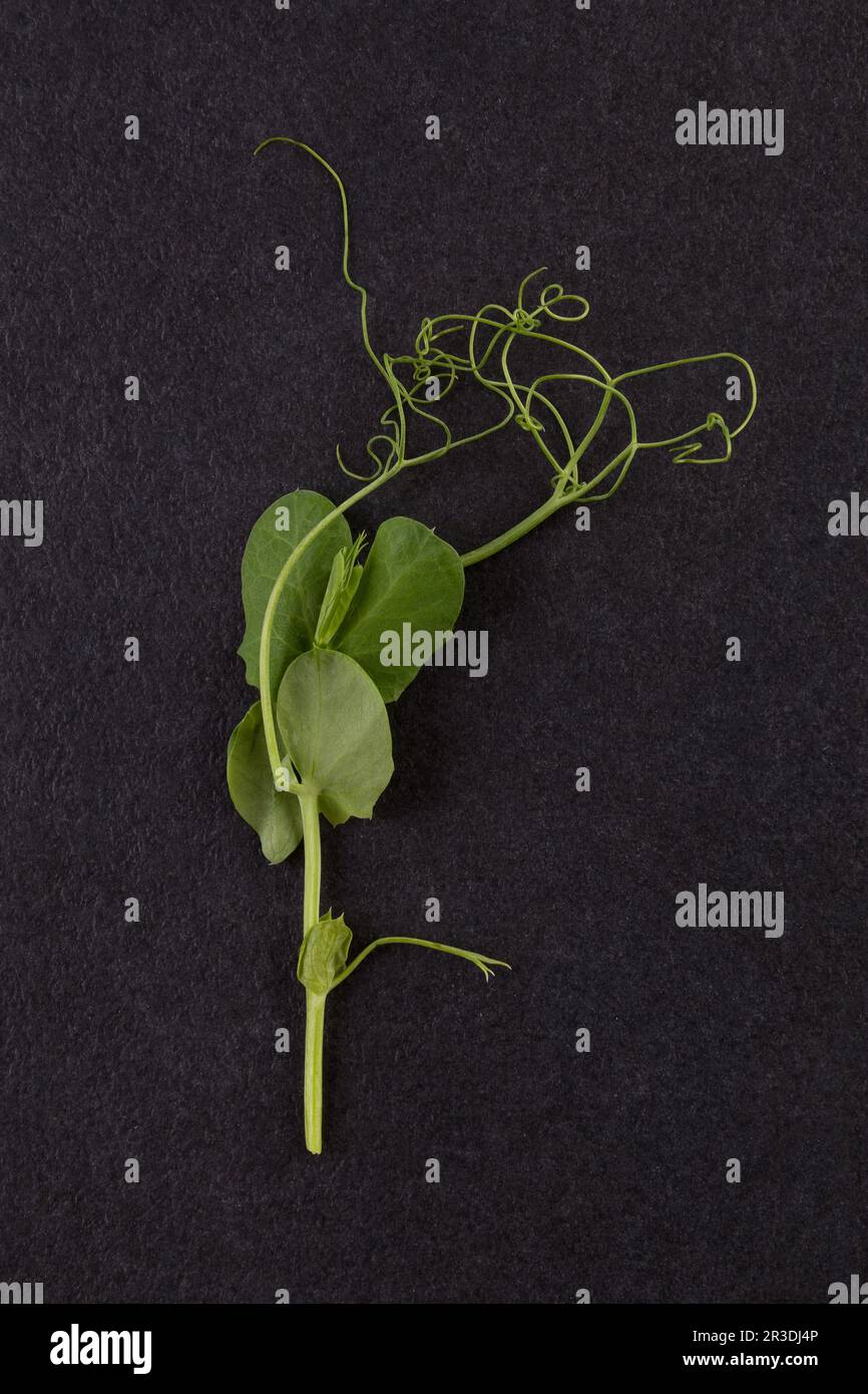 Microgreens. Tiny pea leaf on black background. Top view Stock Photo ...