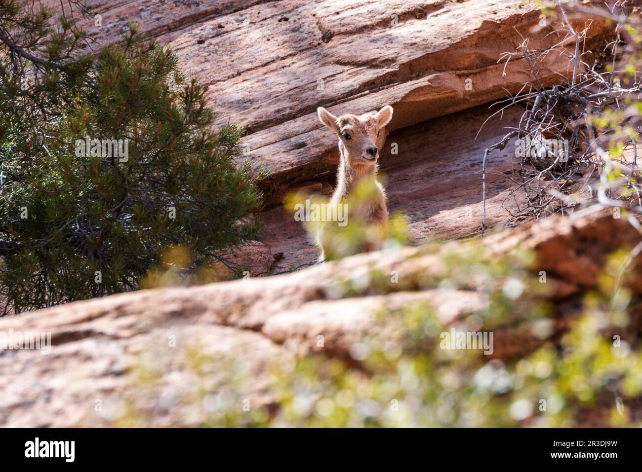 Young Desert Bighorn Sheep; Canyon Overlook Trail; Zion National Park ...