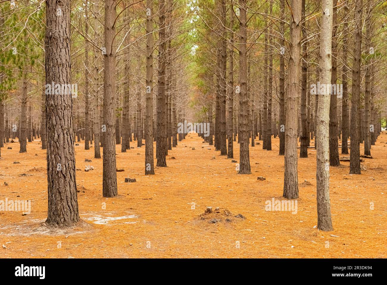 Rows of trees in a Pine Forest Plantation in Cape Town Stock Photo - Alamy