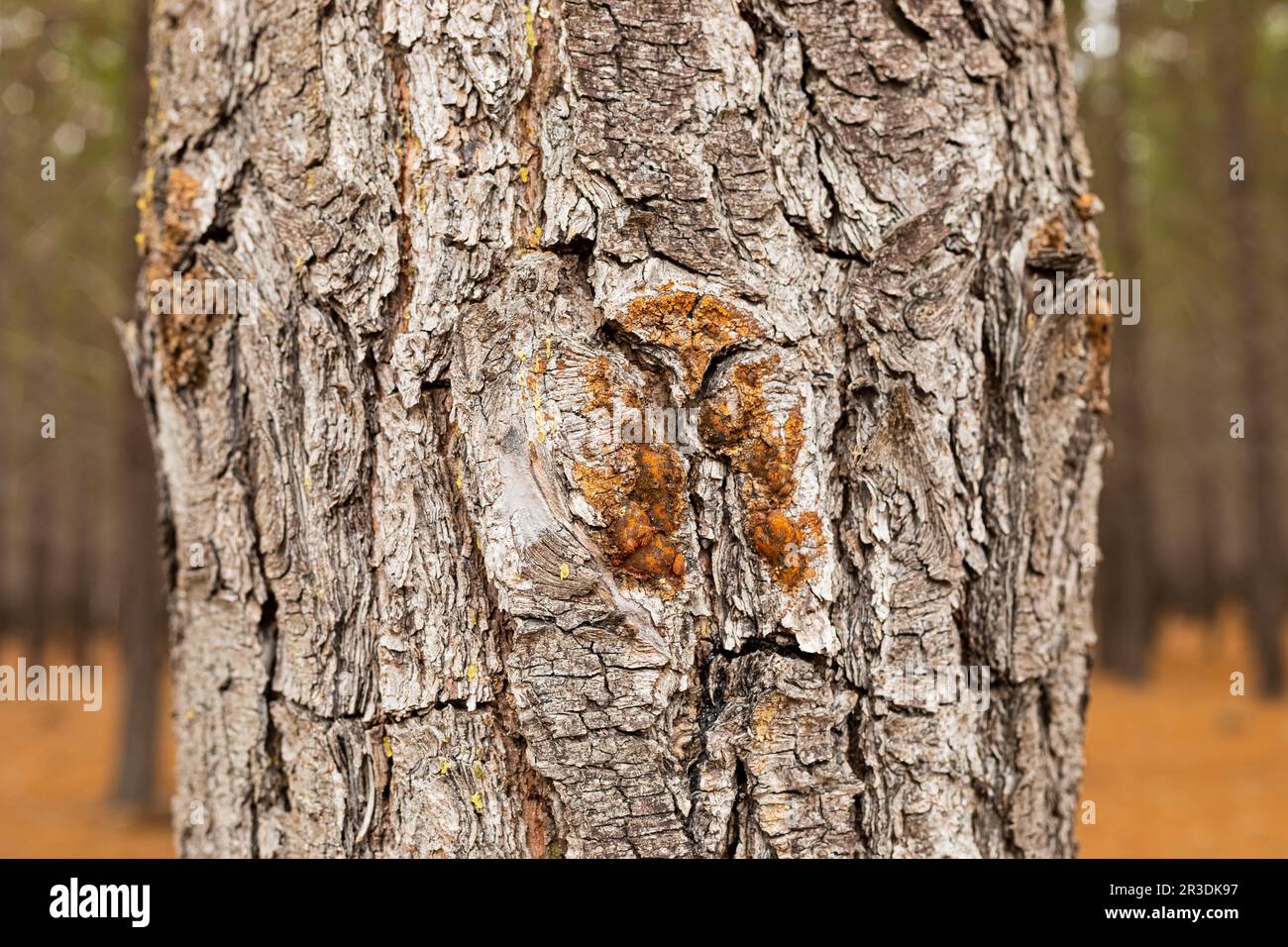 Macro close-up of bark and resin in Pine Forest Stock Photo - Alamy