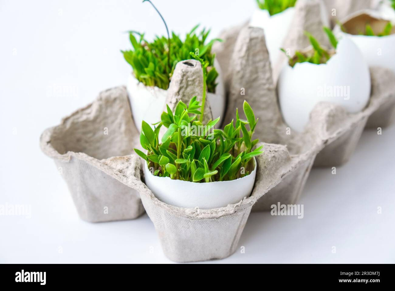 Fresh micro greens. Microgreens of arugula and cress grow in white egg ...