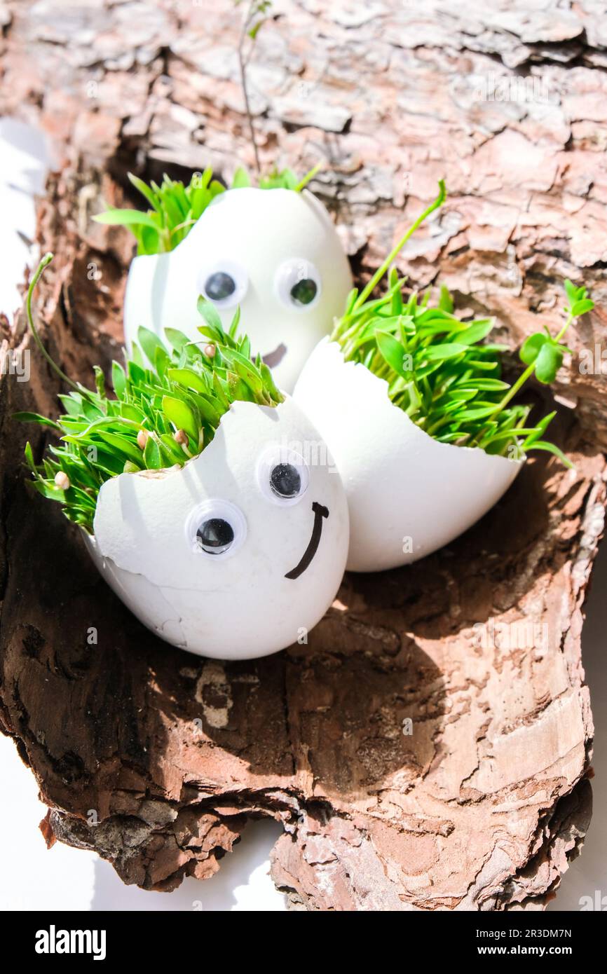 Fresh micro greens. Microgreens of arugula and cress grow in white egg ...
