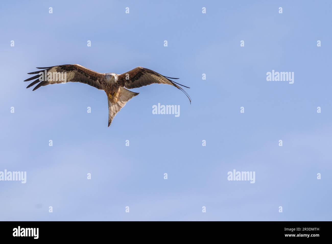 Red kite feathers hi-res stock photography and images - Alamy