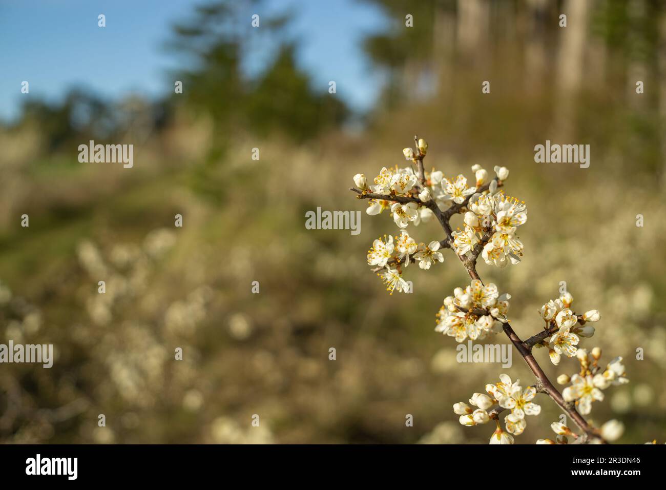 Sloe white blossom hi-res stock photography and images - Alamy