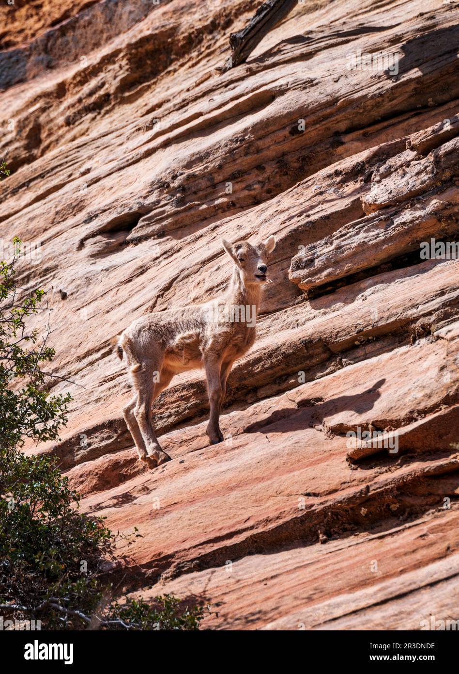 Young Desert Bighorn Sheep; Canyon Overlook Trail; Zion National Park ...
