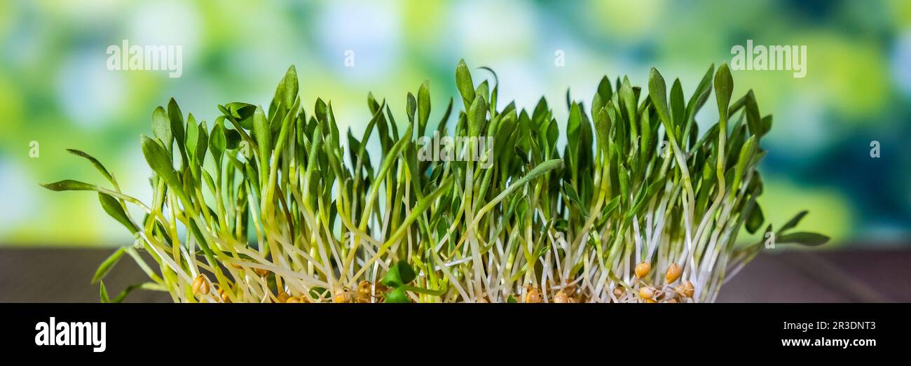 Sprouted wheat on nature background. Roots, food, health. Micro green ...