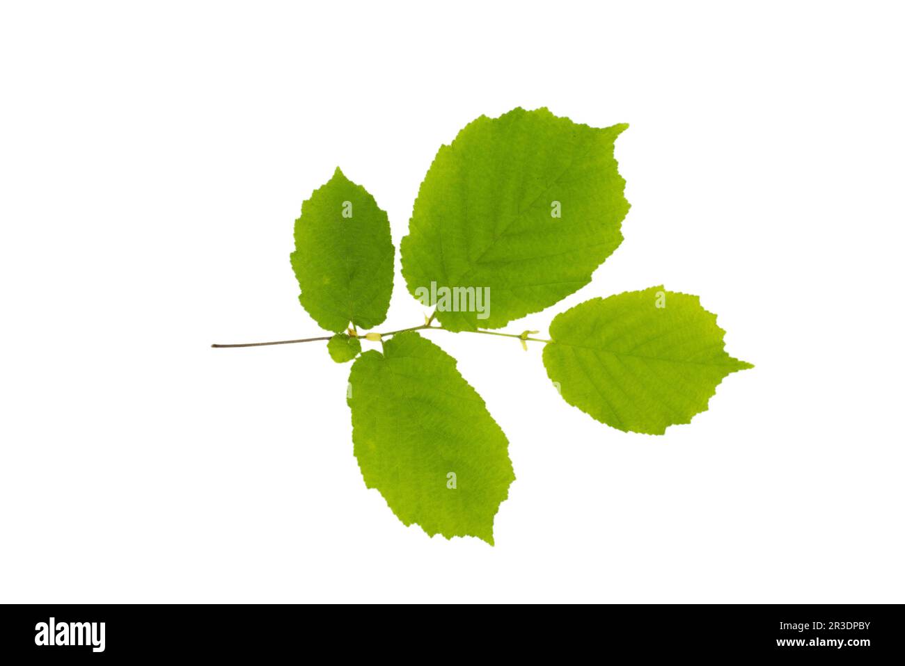Hazelnut nut leaves isolated on white background. A branch with leaves ...