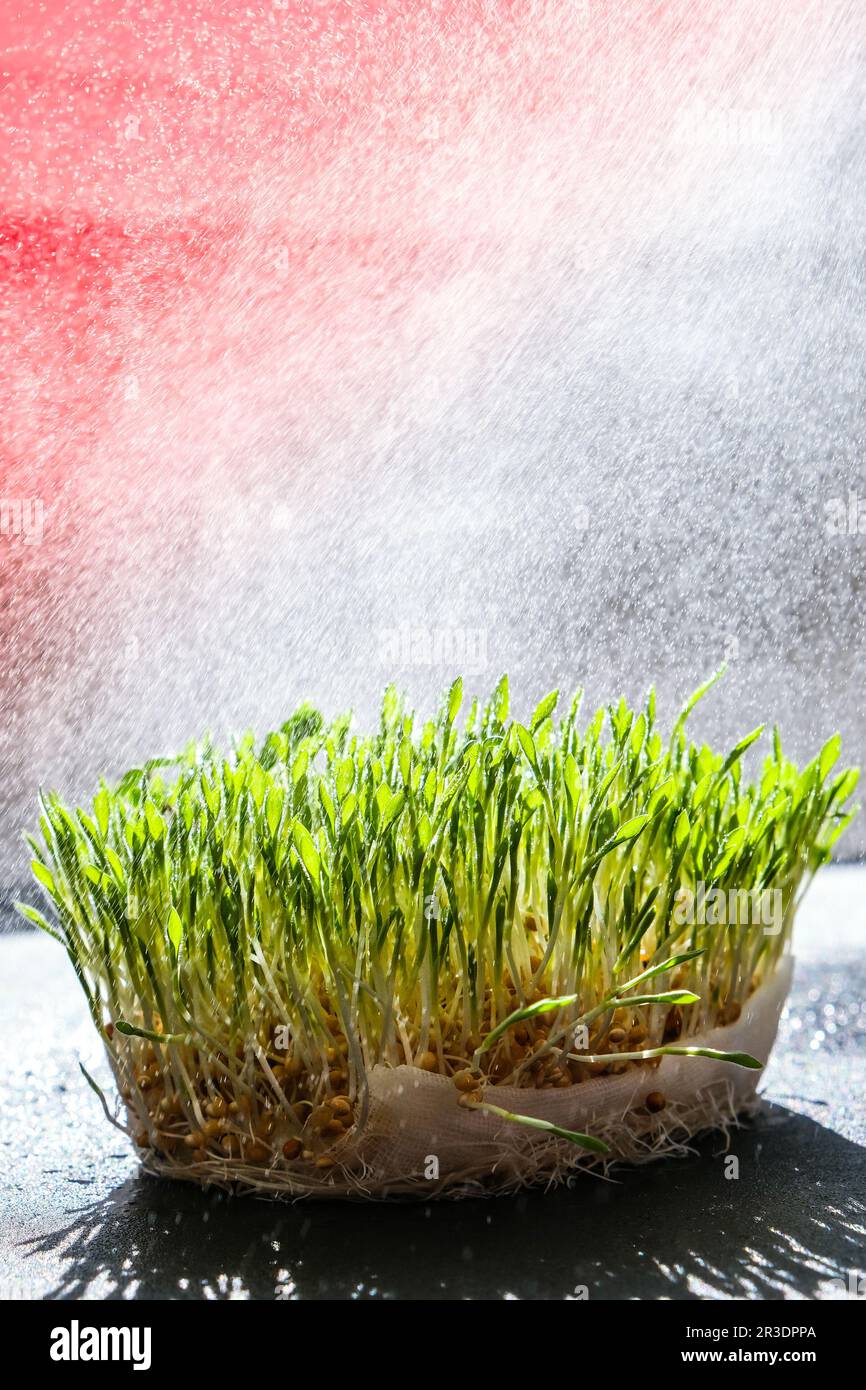 Germination Sprouted wheat on table. Roots, food, health. Micro green ...