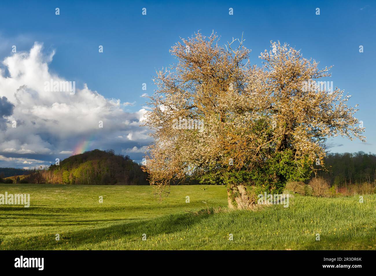 Selketal harz single standing wild apple tree with rainbow Stock Photo ...