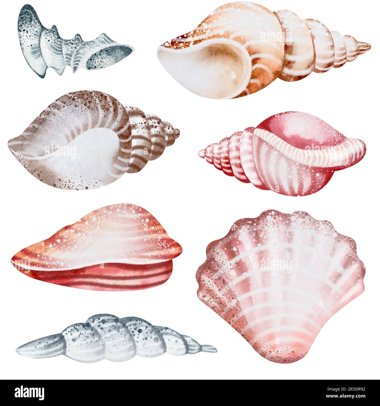 Set of Seashells on isolated white background, watercolor illustration ...