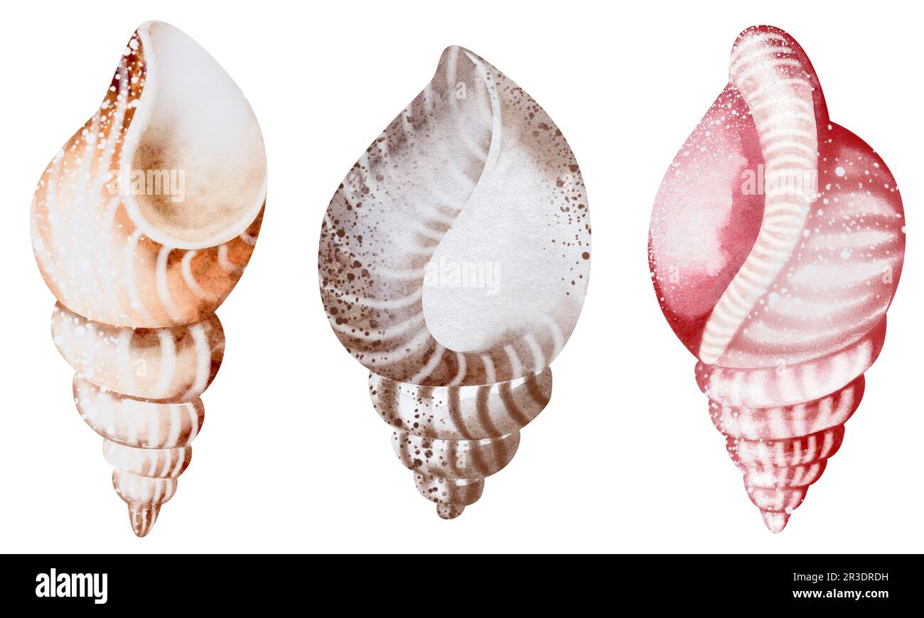 Set of Seashells on isolated white background, watercolor illustration ...
