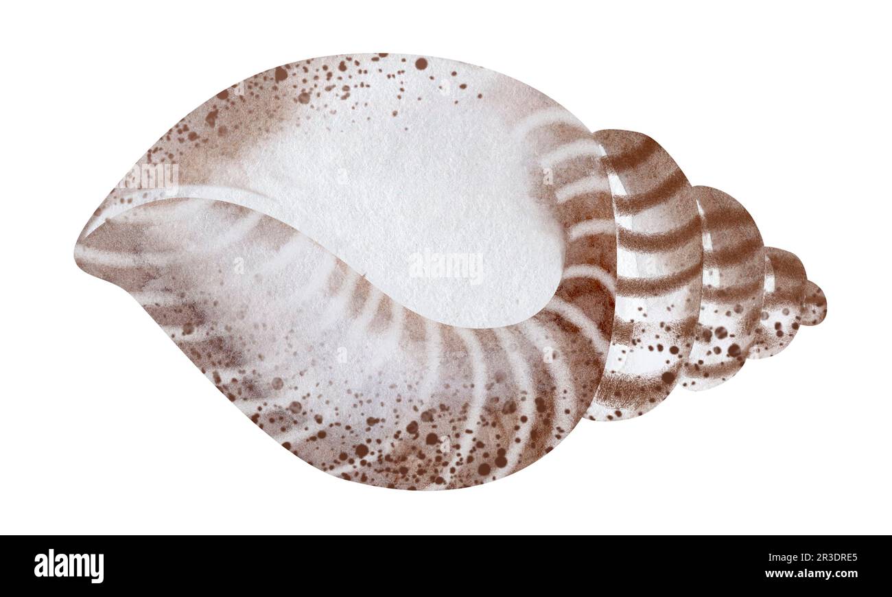 Set of Seashells on isolated white background, watercolor illustration ...