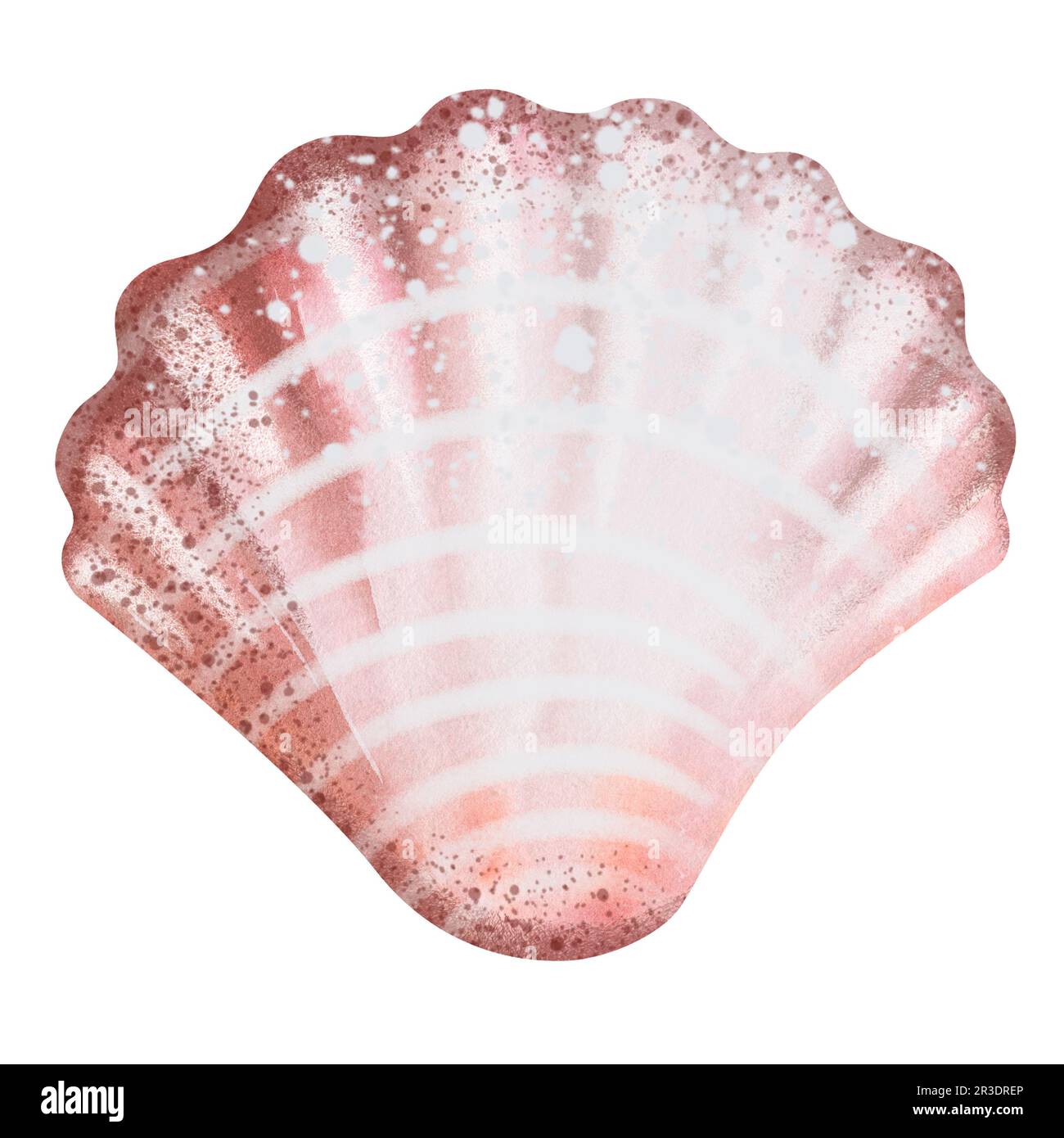 Set of Seashells on isolated white background, watercolor illustration ...