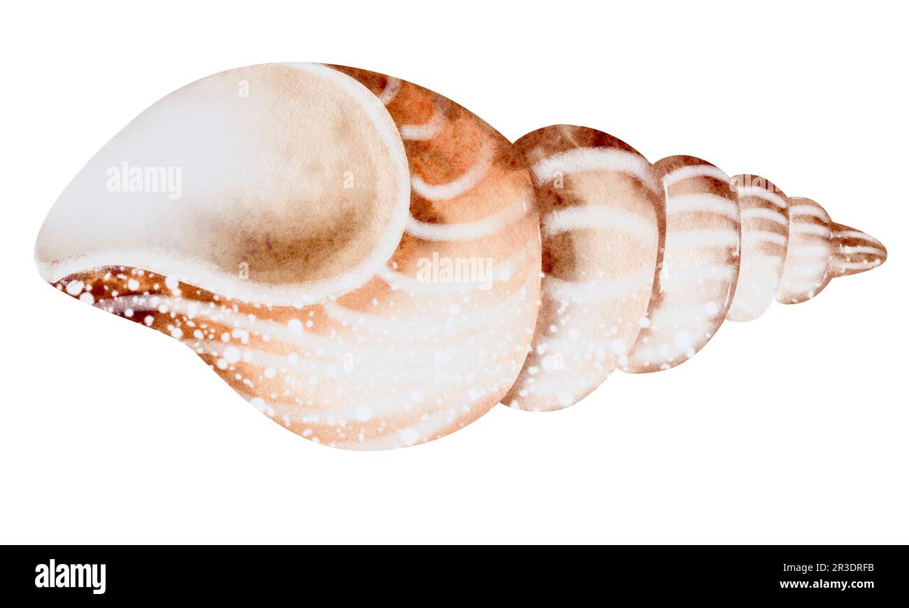 Set of Seashells on isolated white background, watercolor illustration ...