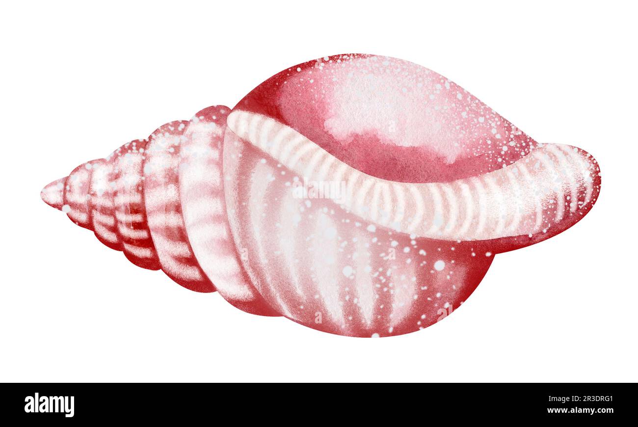 Clip Art Seashells
