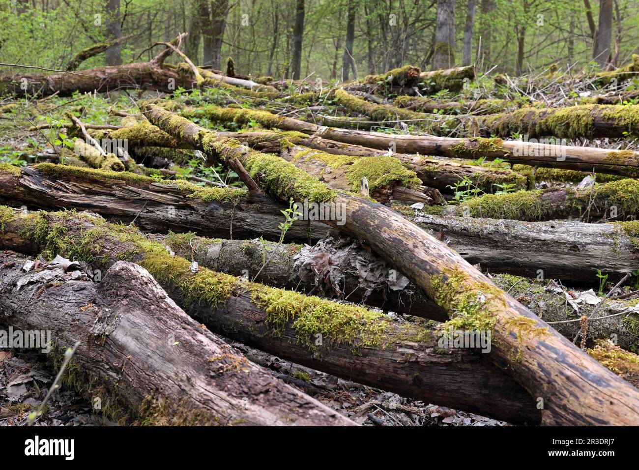 Mossy tree trunks Stock Photo - Alamy