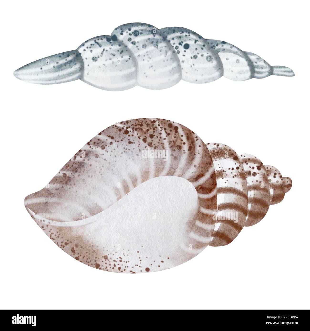 Set of Seashells on isolated white background, watercolor illustration ...