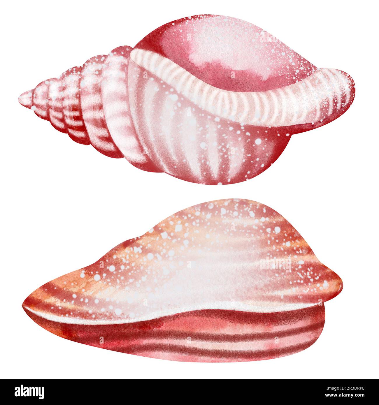 Set of Seashells on isolated white background, watercolor illustration ...