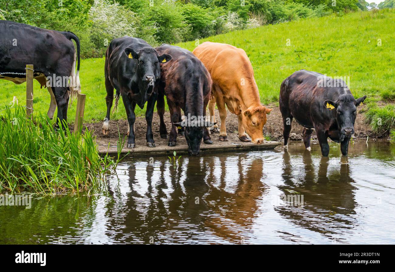 Union Canal, Scotland, UK, 23rd May 2023. UK Weather: Spring sunshine ...