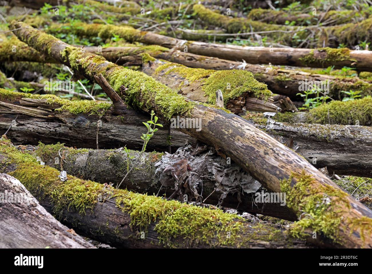 Mossy tree trunks Stock Photo - Alamy
