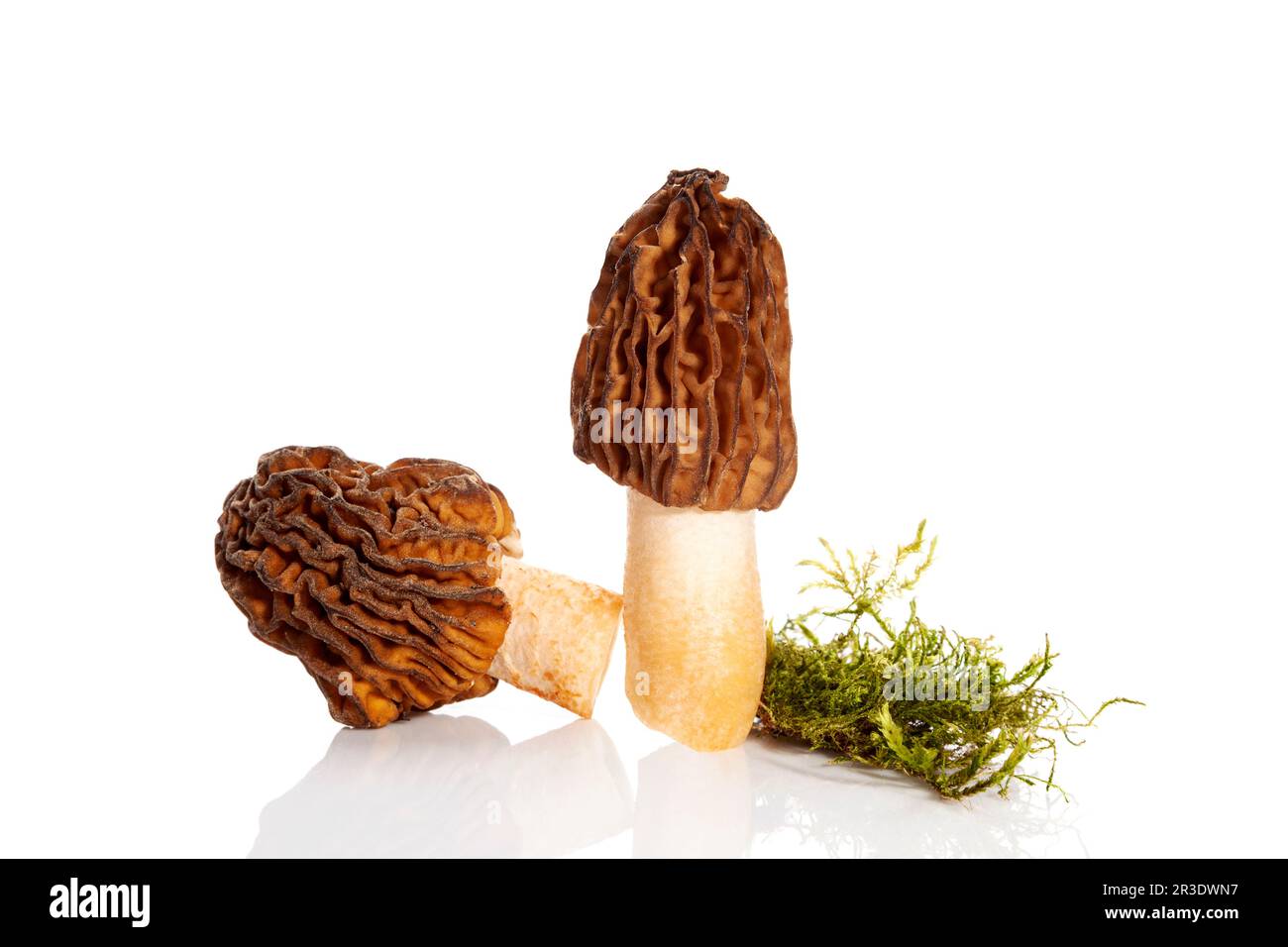 Verpa bohemica, known as early morel or the wrinkled thimble-cap Stock ...