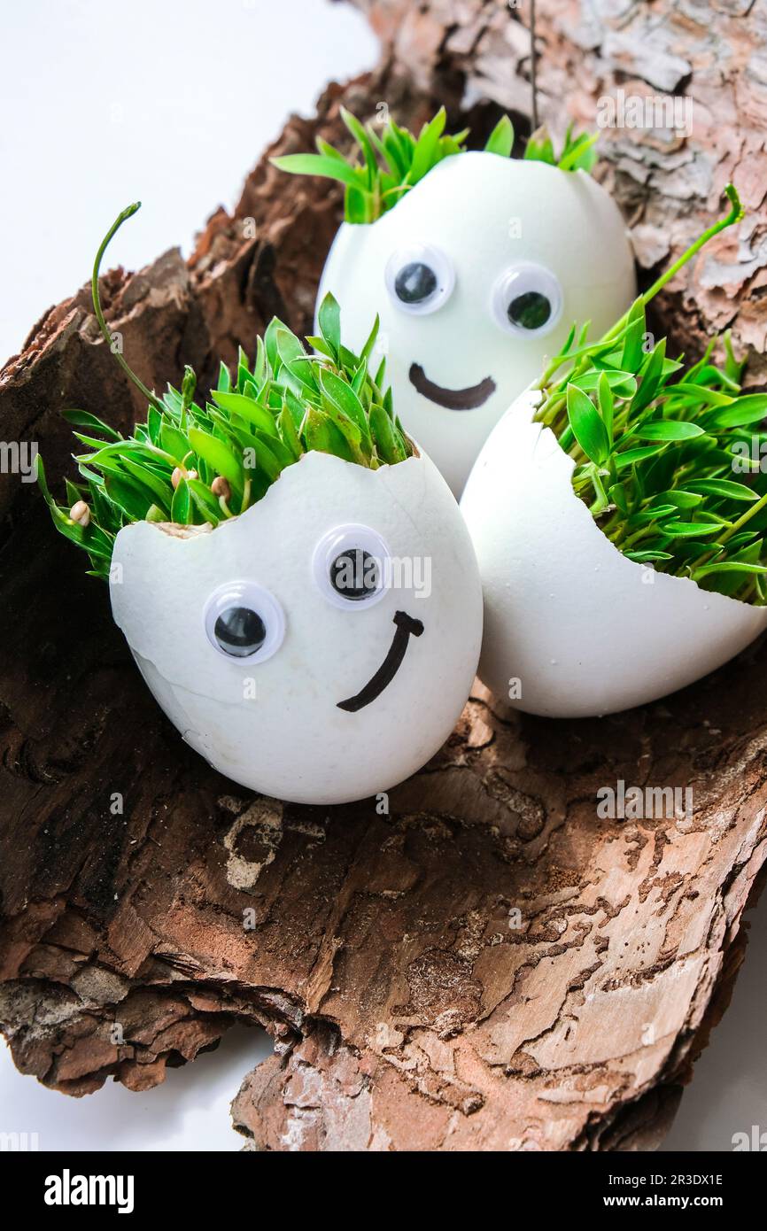 Fresh micro greens. Microgreens of arugula and cress grow in white egg ...