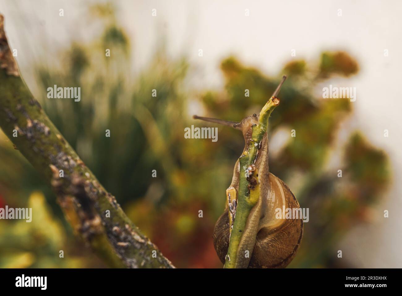 Close up view snail hi-res stock photography and images - Alamy
