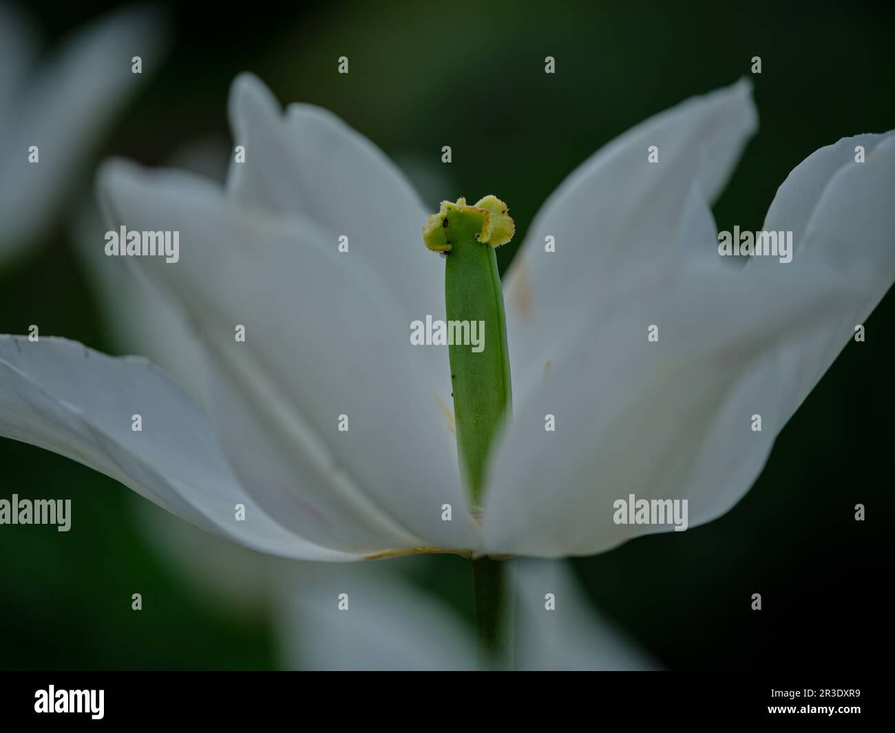 Fancy tulip close up Stock Photo - Alamy