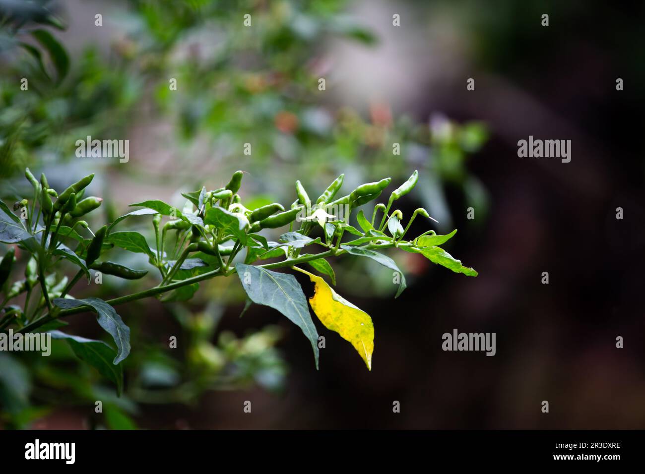 Green chilli pepper plant (Kanthari variety) in a vegetable garden and ...