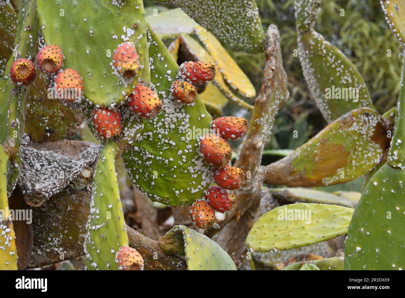 Opuntia cactus with red fruits in the form of cones Stock Photo - Alamy